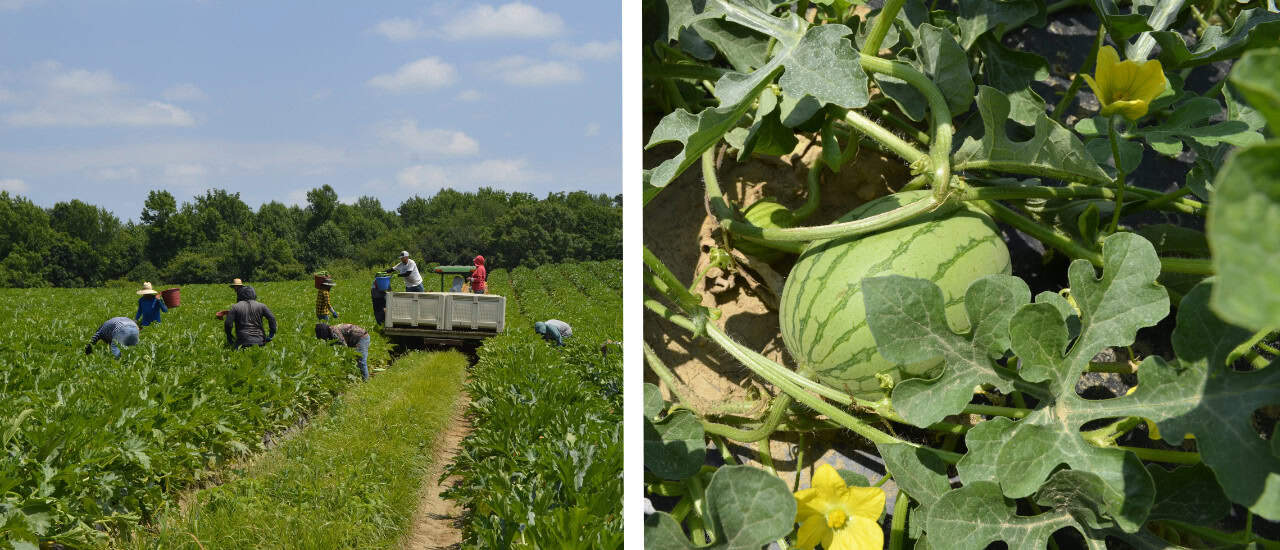 Farm Partner Spotlight: J&S Brothers Farm - CFBNJ